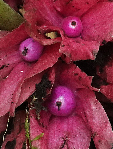 Drymonia turrialvae, light purple baccate fruits and persistent pink ...