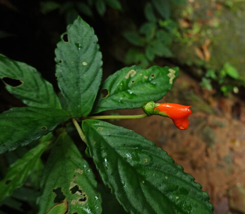 Gasteranthus pansamalanus, almost sessile leaves with undulate margin ...