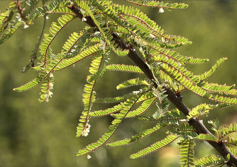 Phyllanthus lawii, groups of leafy flowering stems along the erect main ...