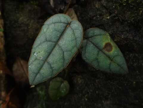Pterisanthes sp. with thick grey leaves, Mount Silam, Lahad datu ...