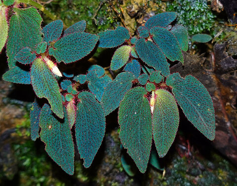 Sonerila beccariana, plagiotropic stems exhibiting a strong anisophylly ...