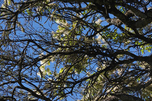 Milieux ouverts | Page 6 | Mur Vegetal Patrick Blanc