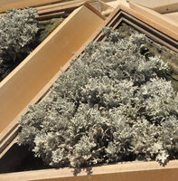 KADF Conference Center Mega Roof, Riyadh | Mur Vegetal Patrick Blanc