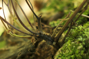 Couleurs et structures des feuilles | Page 12 | Mur Vegetal Patrick Blanc