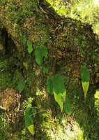 Leaf colors and structures | Page 12 | Mur Vegetal Patrick Blanc