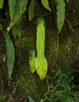 Couleurs et structures des feuilles | Page 12 | Mur Vegetal Patrick Blanc