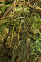 Leaf colors and structures | Page 12 | Mur Vegetal Patrick Blanc