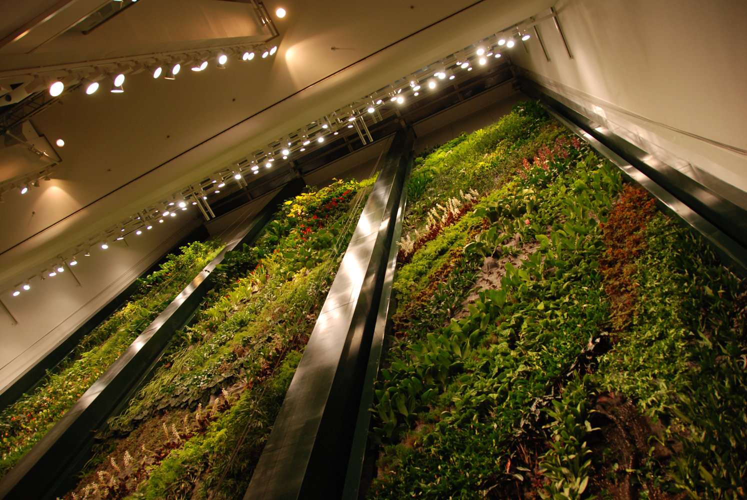 Dussmann das KulturKaufhaus, Berlin | Mur Vegetal Patrick Blanc Dussmann das KulturKaufhaus, Berlin | Mur Vegetal Patrick Blanc