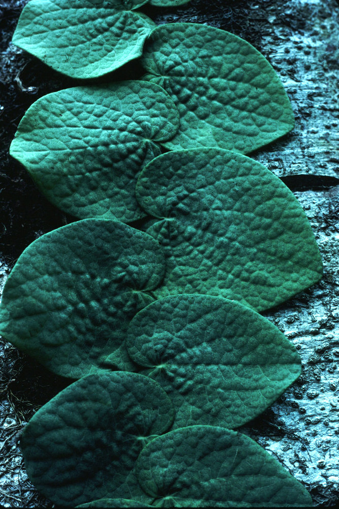 Forest Understory | Page 2 | Mur Vegetal Patrick Blanc