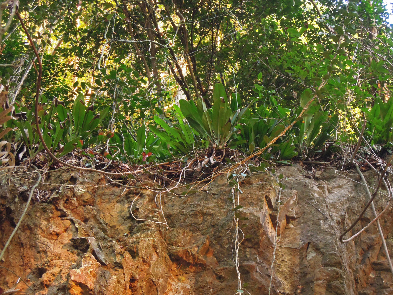 Epiphytes | Page 6 | Mur Vegetal Patrick Blanc
