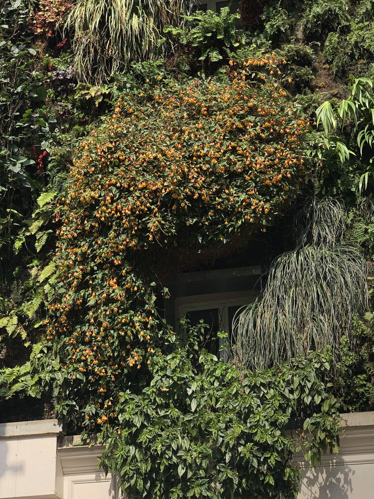 L'Oasis d'Aboukir, Paris | Page 2 | Mur Vegetal Patrick Blanc