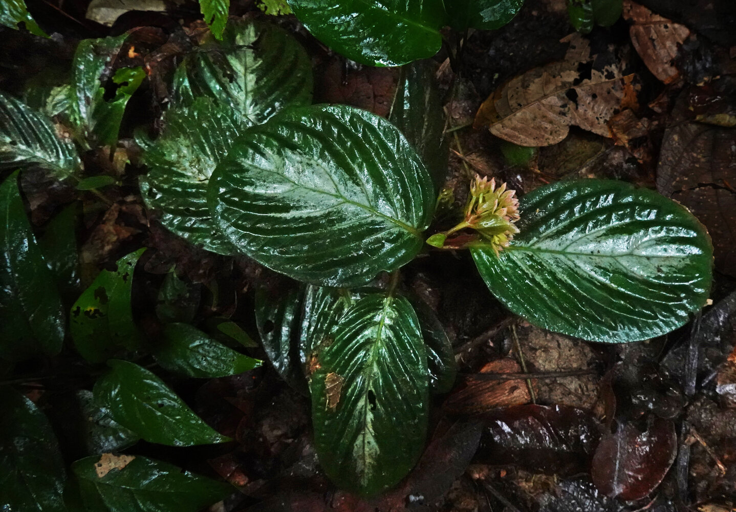 Forest Understory 6 | Mur Vegetal Patrick Blanc