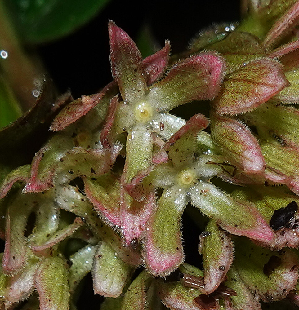 Forest Understory 6 | Mur Vegetal Patrick Blanc