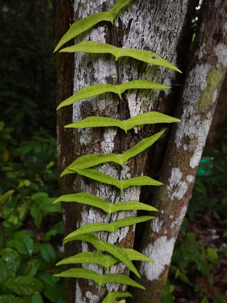 Leaf Colors and Structures 2 | Page 9 | Mur Vegetal Patrick Blanc