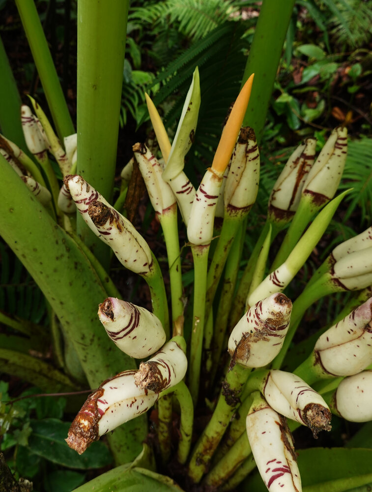 Forest Understory 5 | Page 7 | Mur Vegetal Patrick Blanc