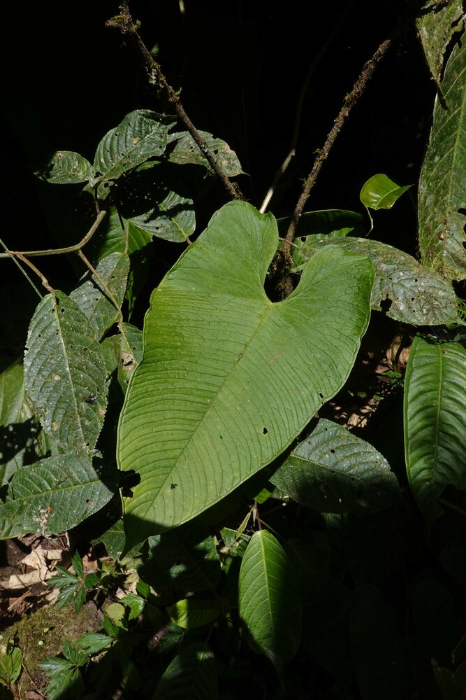 FOREST UNDERSTORY 4 | Page 11 | Mur Vegetal Patrick Blanc