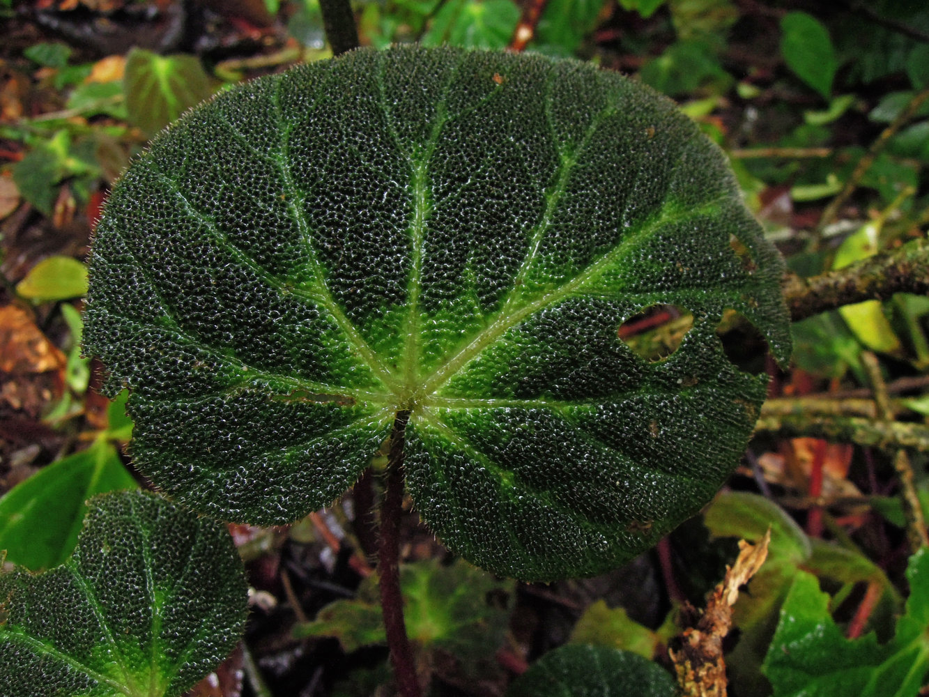 Begonias | Page 7 | Mur Vegetal Patrick Blanc