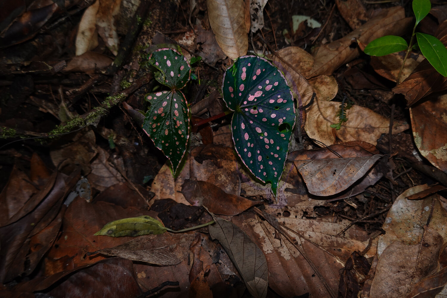 Begonias 3 | Page 2 | Mur Vegetal Patrick Blanc