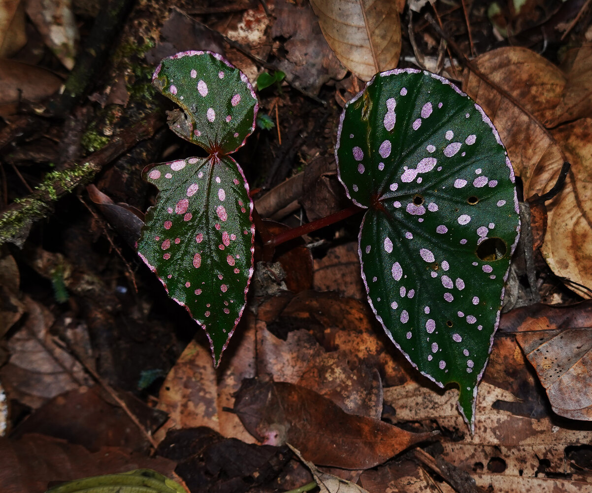 Begonias 3 | Page 2 | Mur Vegetal Patrick Blanc