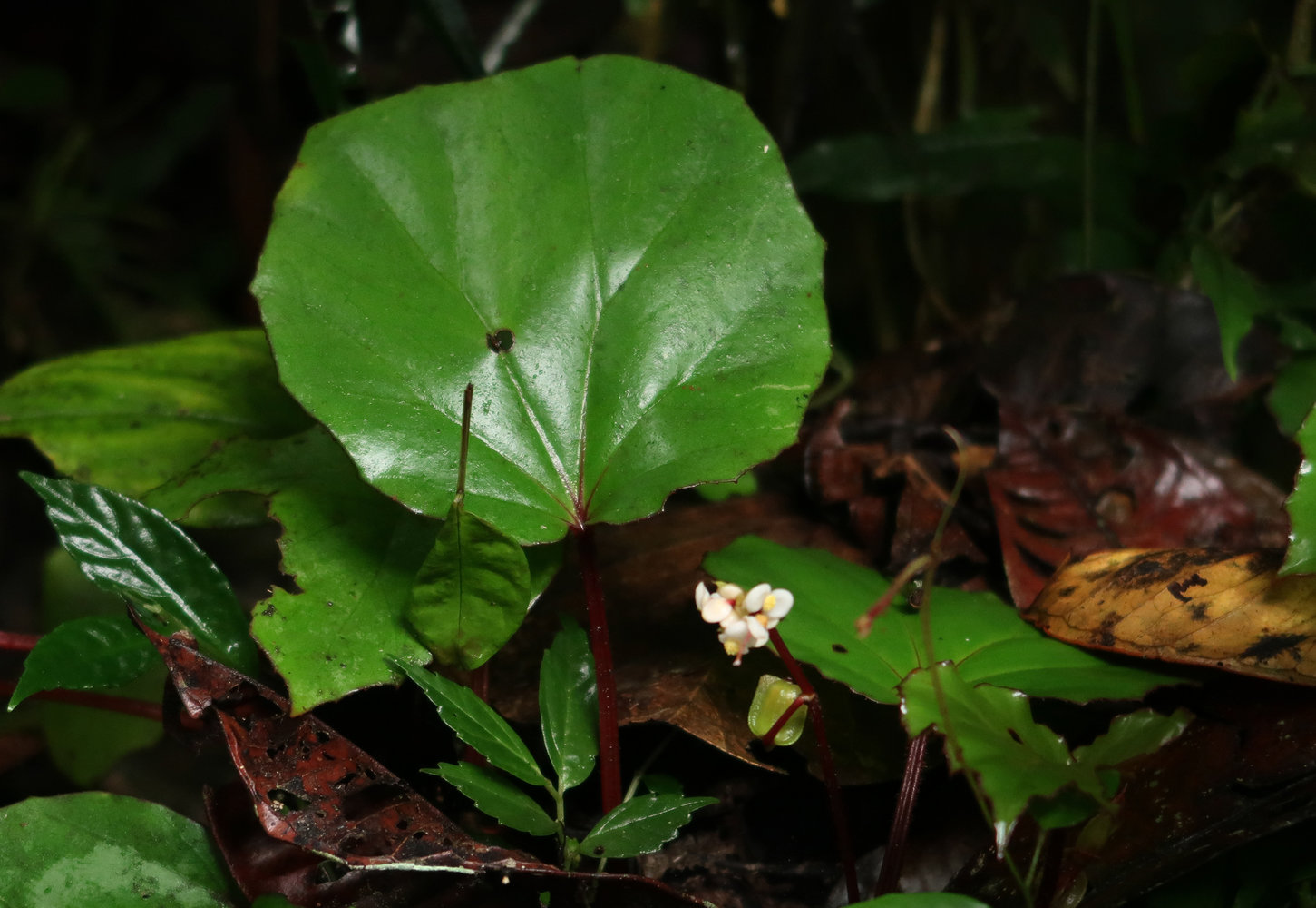 BEGONIAS 2 | Page 4 | Mur Vegetal Patrick Blanc