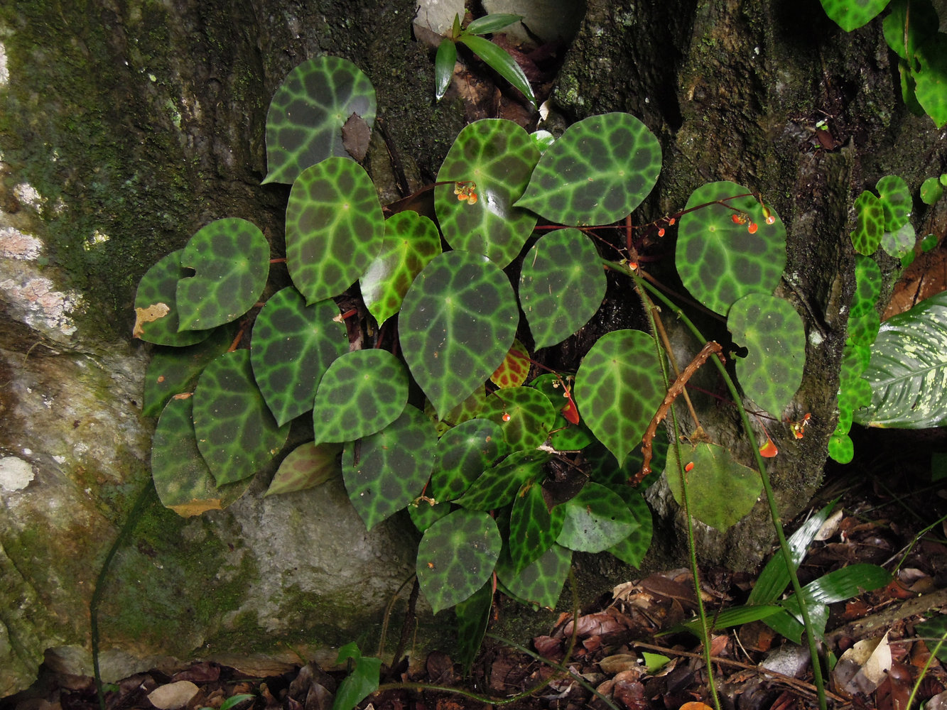 Begonias | Page 7 | Mur Vegetal Patrick Blanc