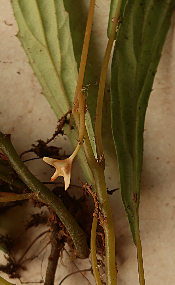 Begonias | Page 12 | Mur Vegetal Patrick Blanc