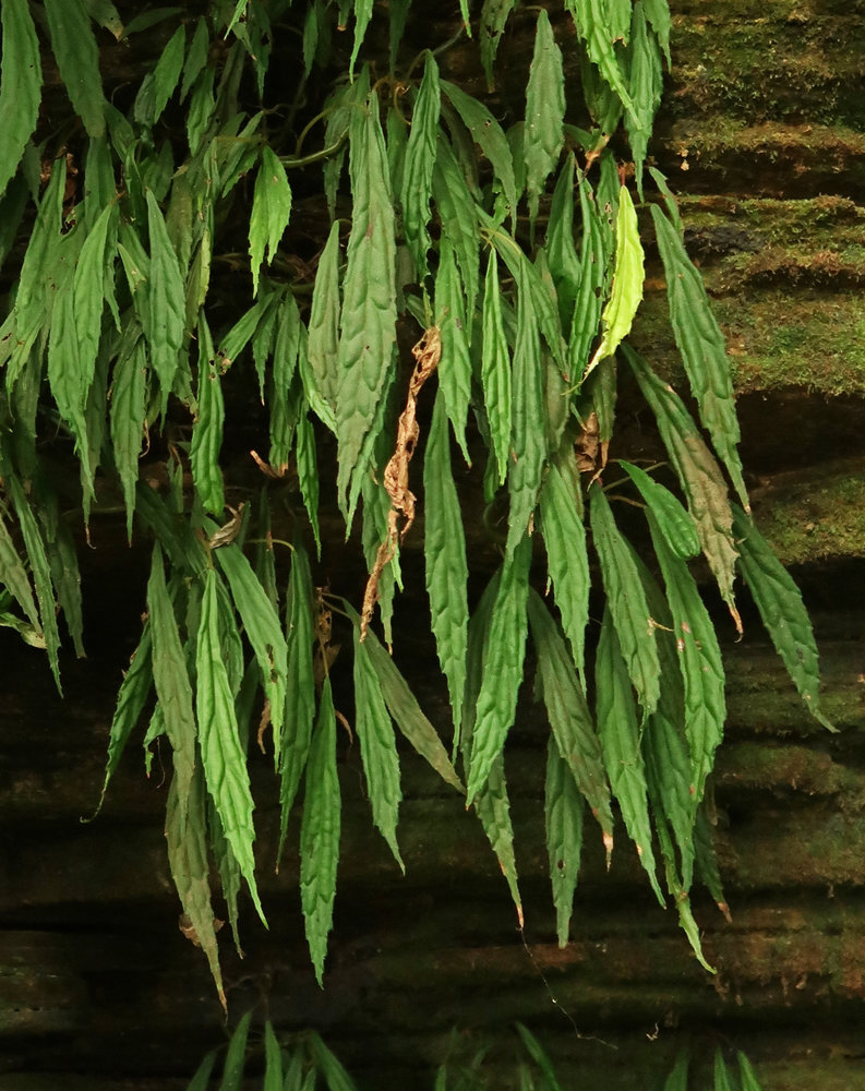 Begonias | Page 12 | Mur Vegetal Patrick Blanc