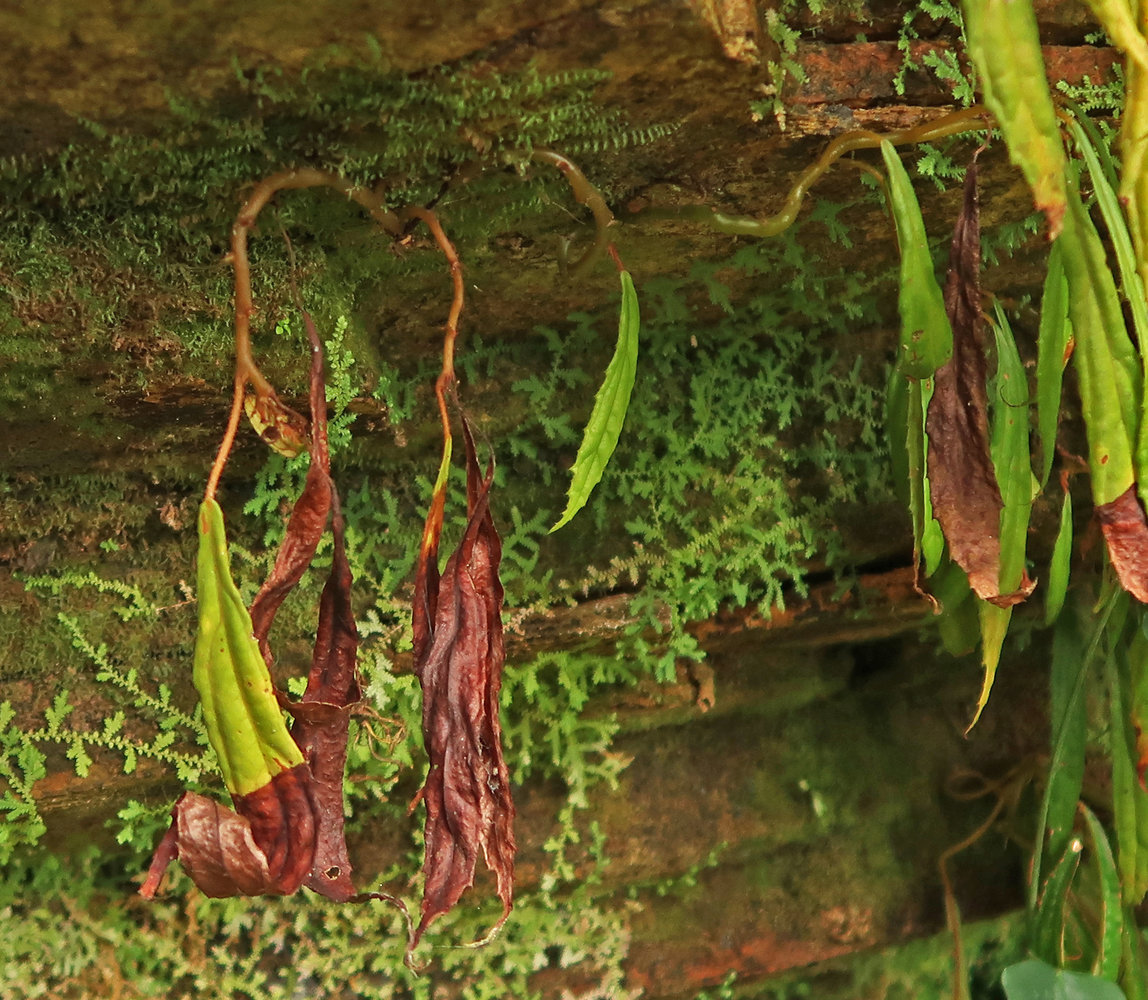 Begonias | Page 11 | Mur Vegetal Patrick Blanc