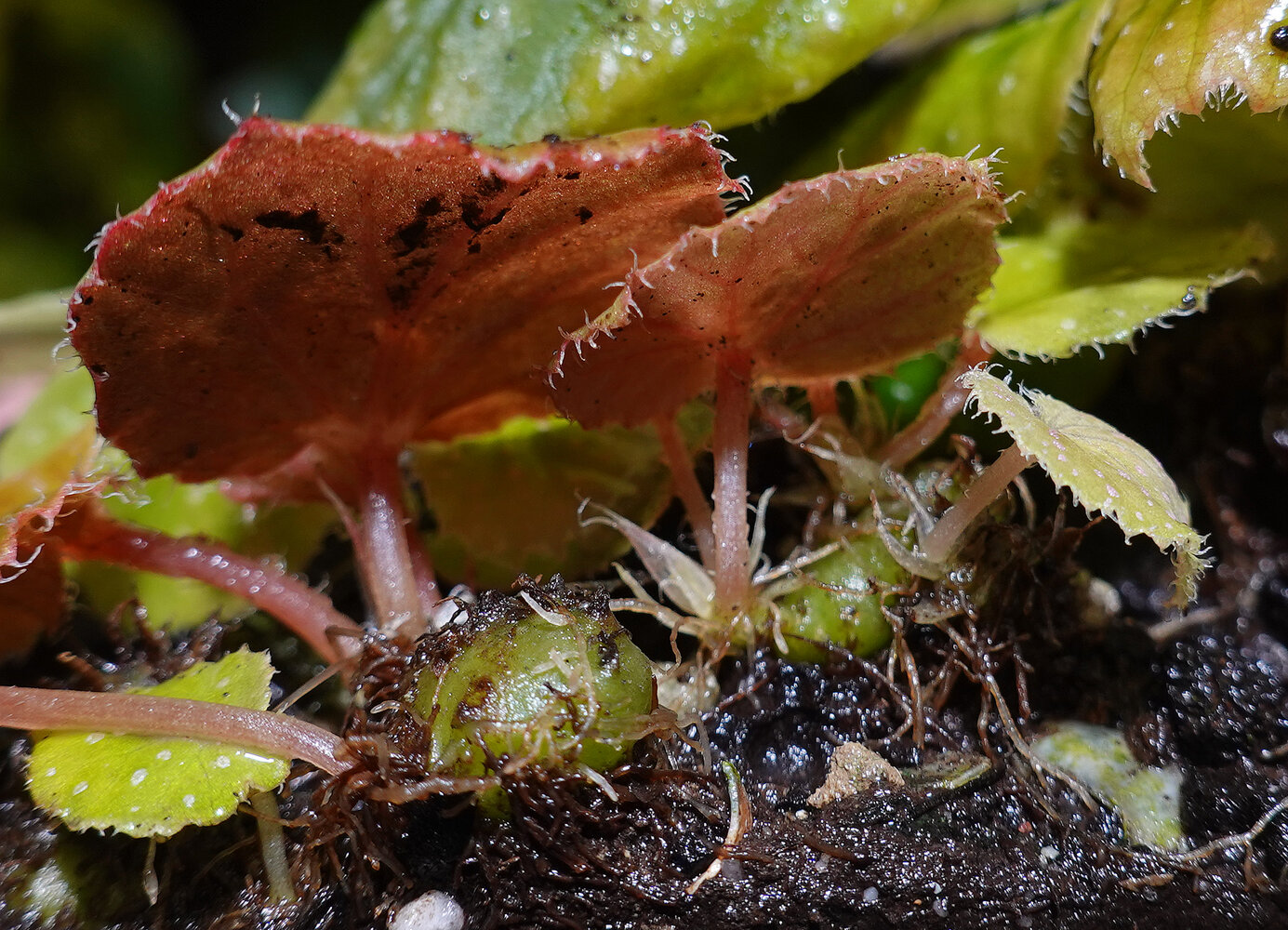 BEGONIAS 2 | Page 4 | Mur Vegetal Patrick Blanc