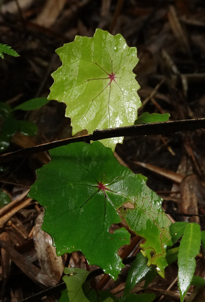 BEGONIAS 2 | Page 5 | Mur Vegetal Patrick Blanc