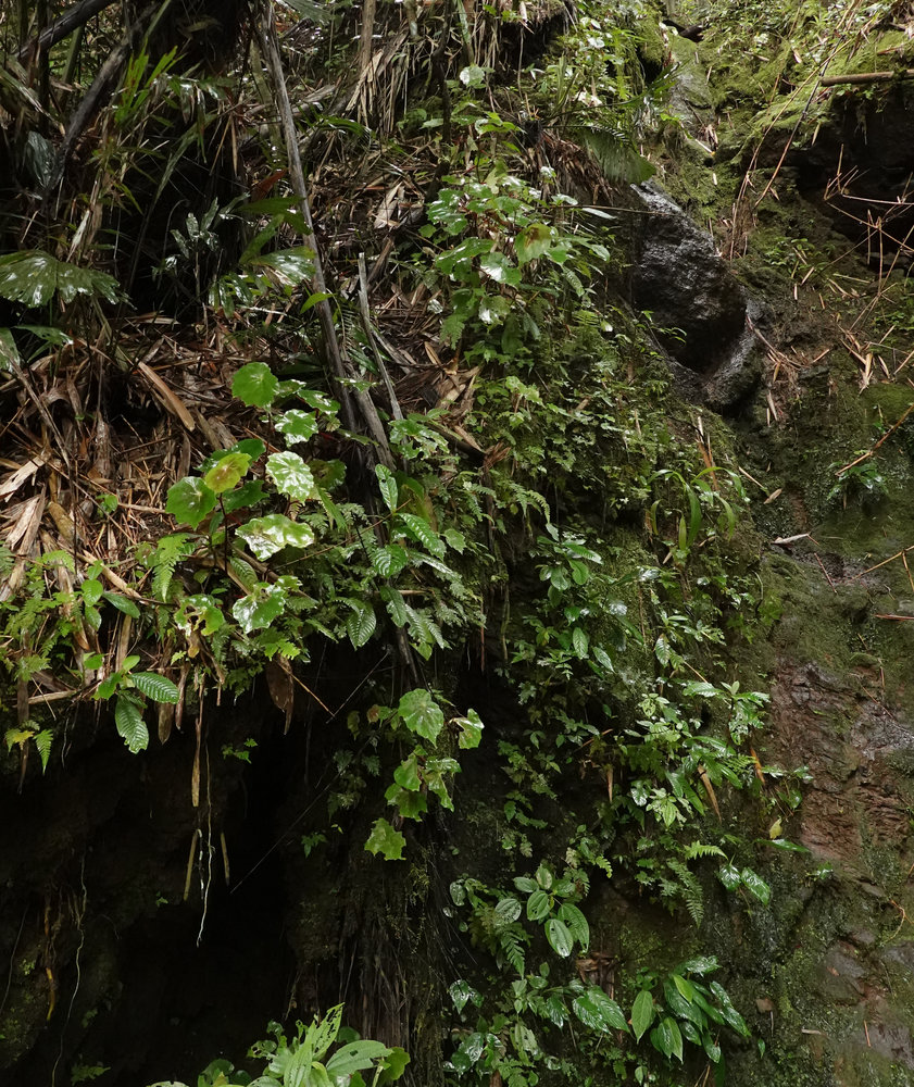 BEGONIAS 2 | Page 5 | Mur Vegetal Patrick Blanc