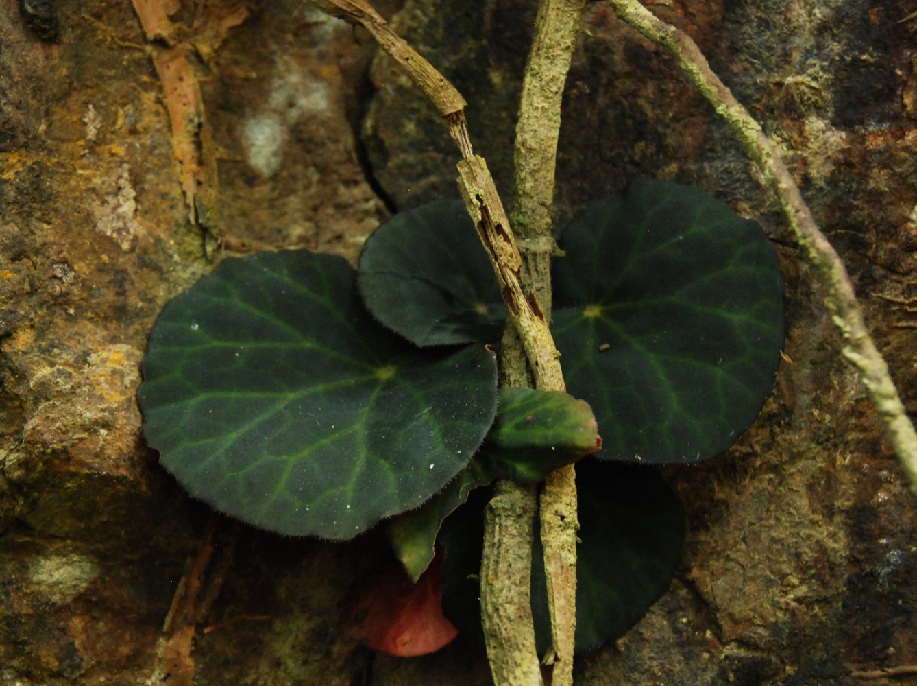 Begonias | Page 4 | Mur Vegetal Patrick Blanc