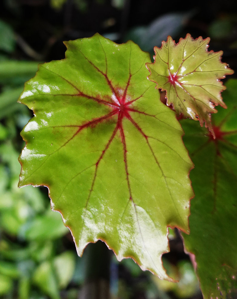 BEGONIAS 2 | Page 5 | Mur Vegetal Patrick Blanc