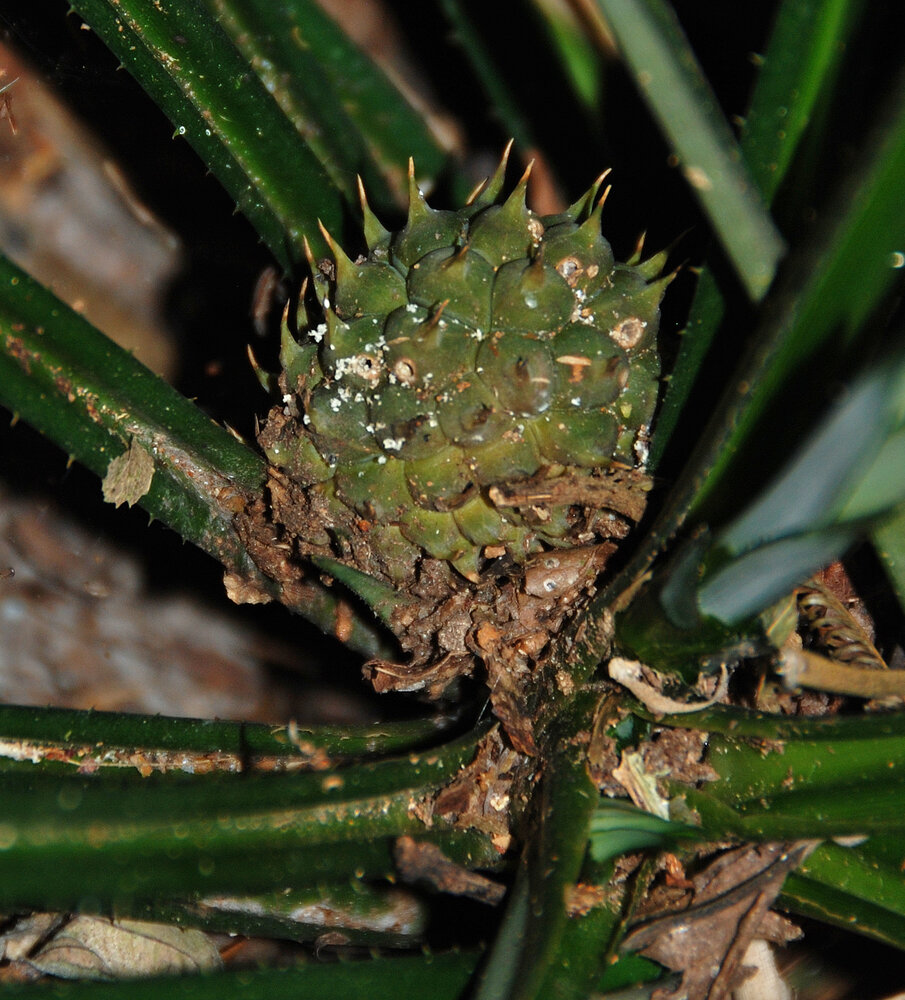 Fruits, Graines et Spores | Page 5 | Mur Vegetal Patrick Blanc