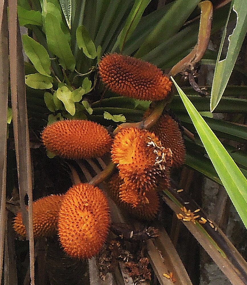 Fruits, Graines et Spores | Page 5 | Mur Vegetal Patrick Blanc