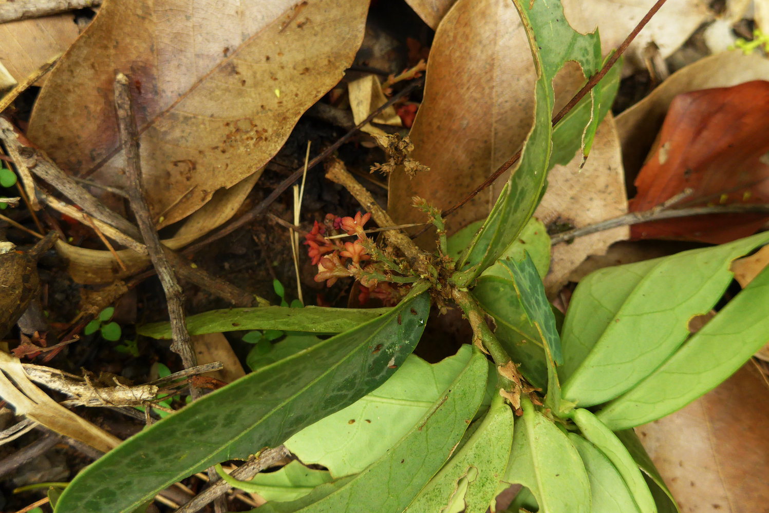 Forest Understory | Page 11 | Mur Vegetal Patrick Blanc