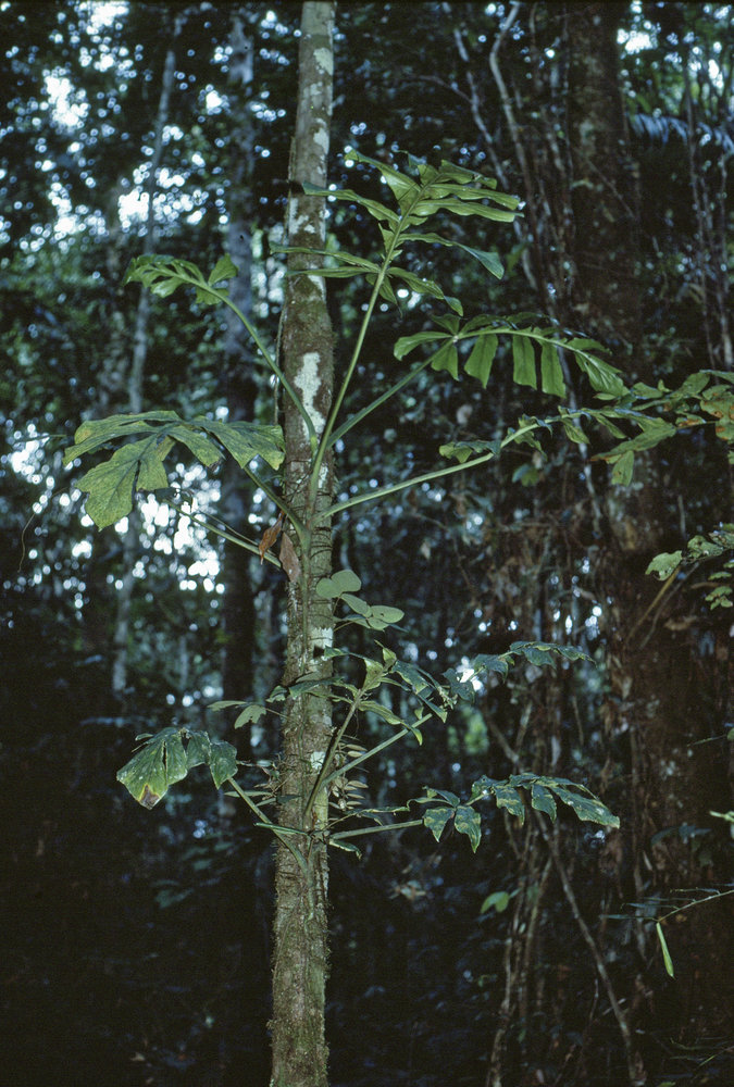 Forest Understory | Page 7 | Mur Vegetal Patrick Blanc