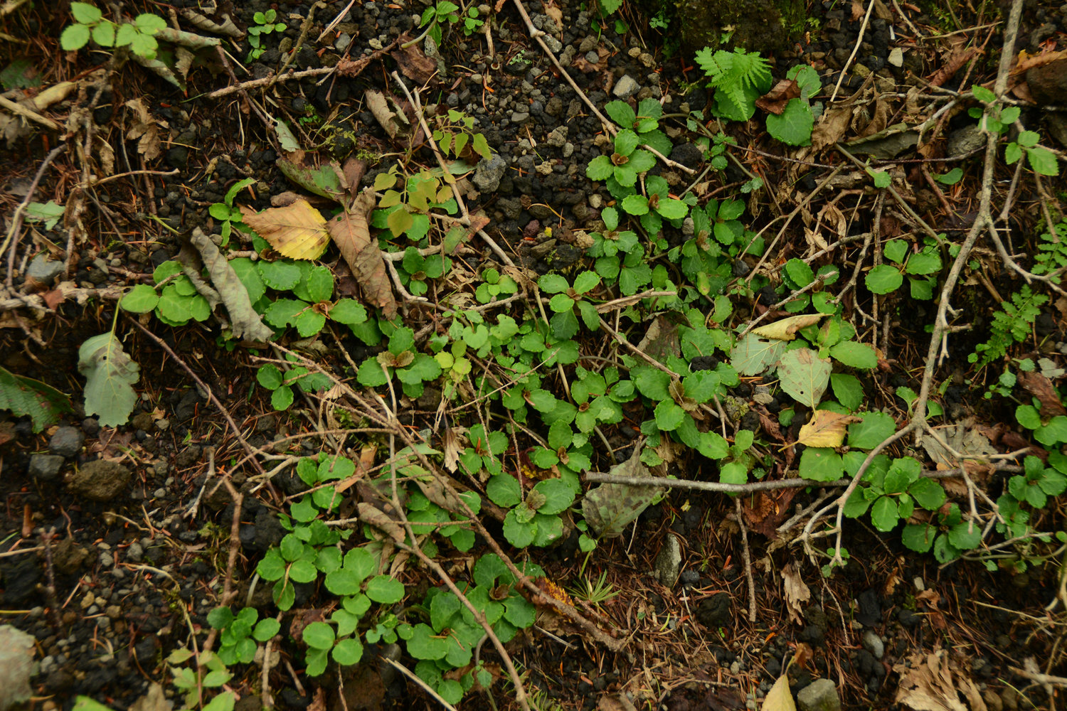 Forest Understory | Page 2 | Mur Vegetal Patrick Blanc