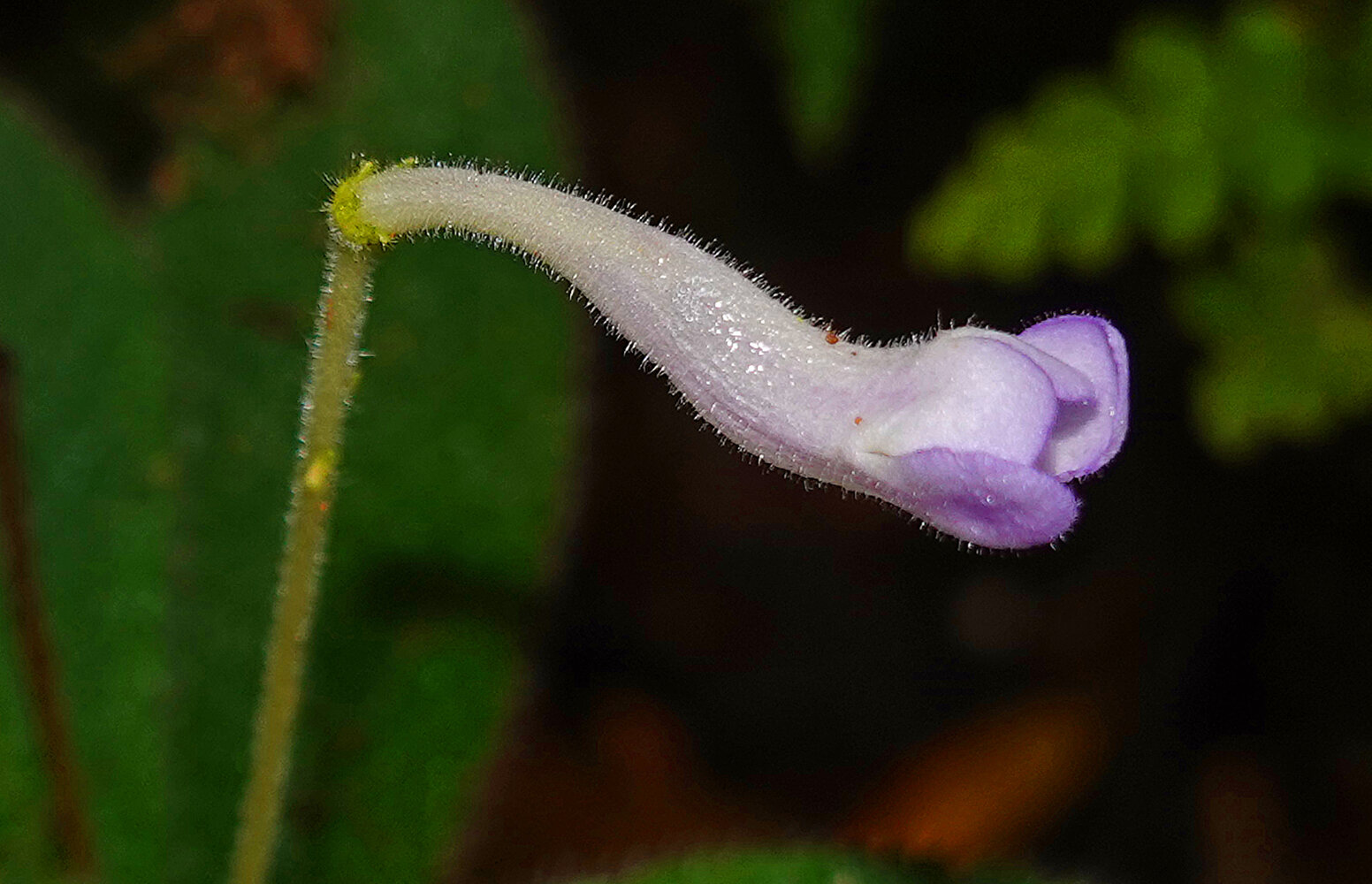 Forest Understory 7 | Mur Vegetal Patrick Blanc