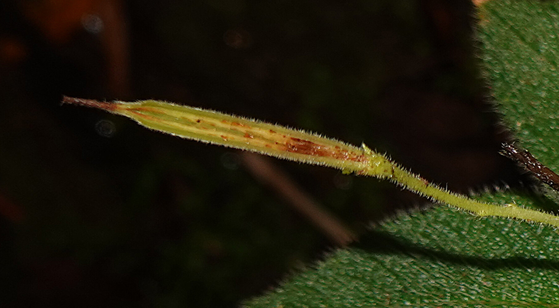 Forest Understory 7 | Mur Vegetal Patrick Blanc