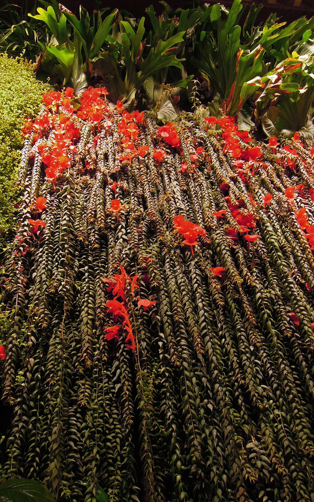 Sofitel Palm Jumeirah, Dubai | Mur Vegetal Patrick Blanc