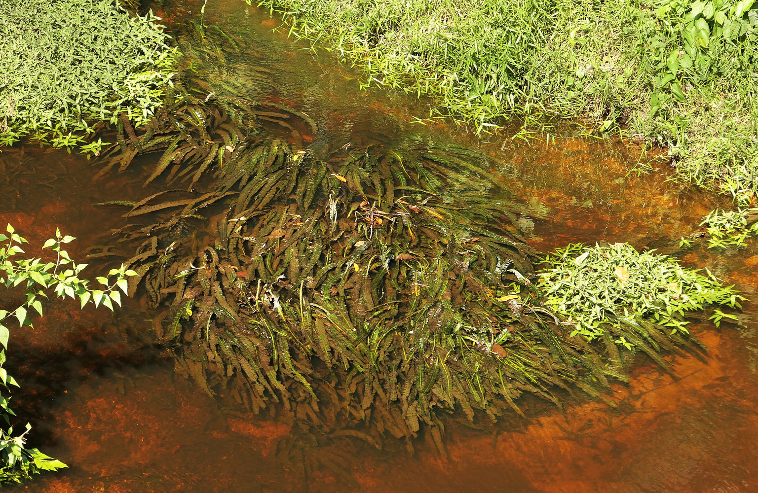 Aquatics and Rheophytes | Page 12 | Mur Vegetal Patrick Blanc