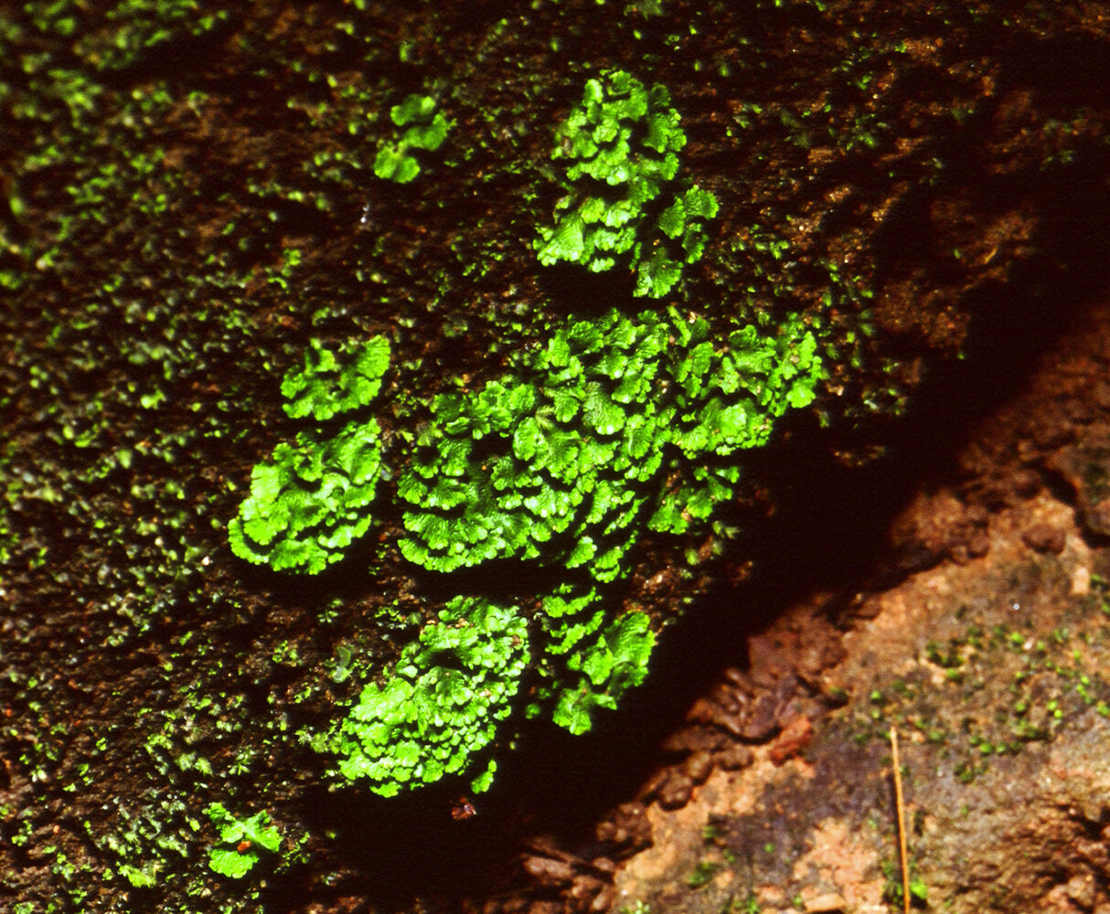FAAP Chapada do Araripe exhibition | Mur Vegetal Patrick Blanc