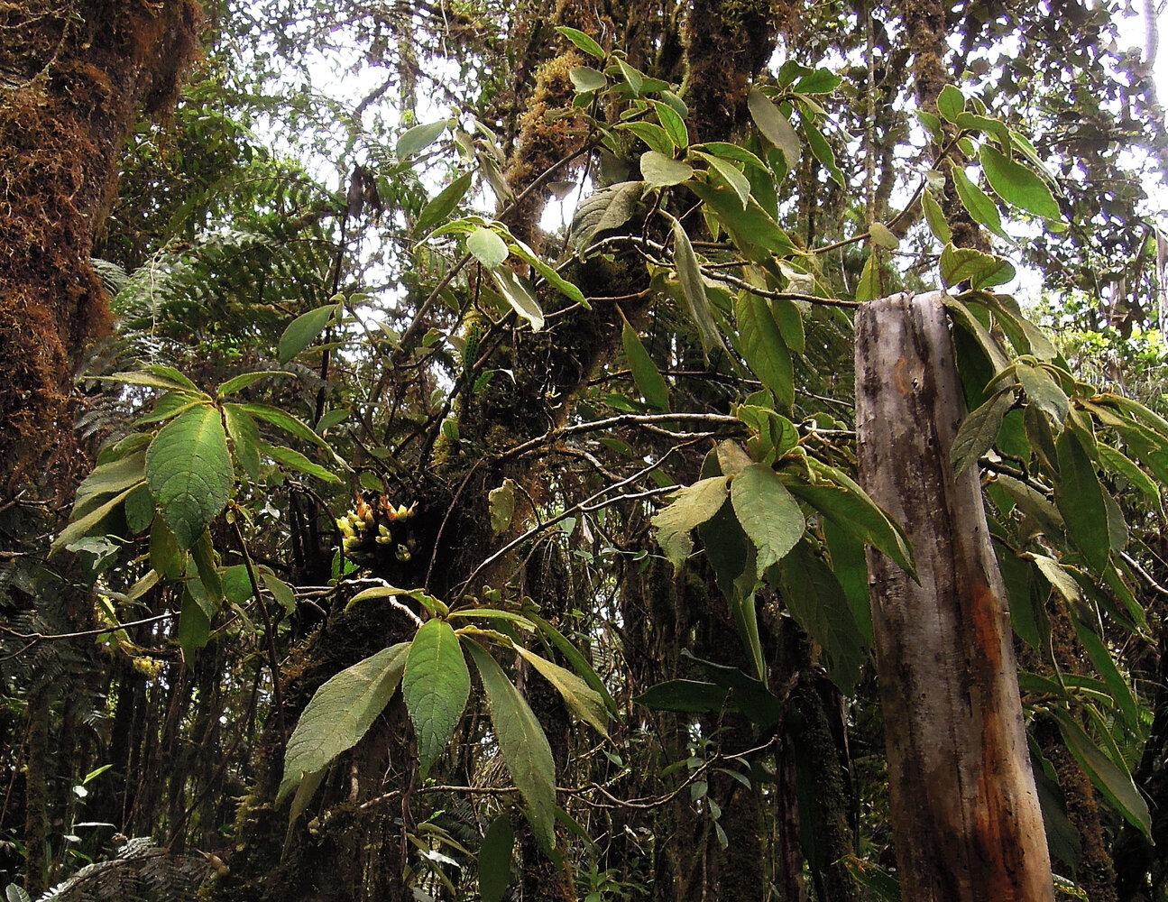 EPIPHYTES 2 | Page 8 | Mur Vegetal Patrick Blanc