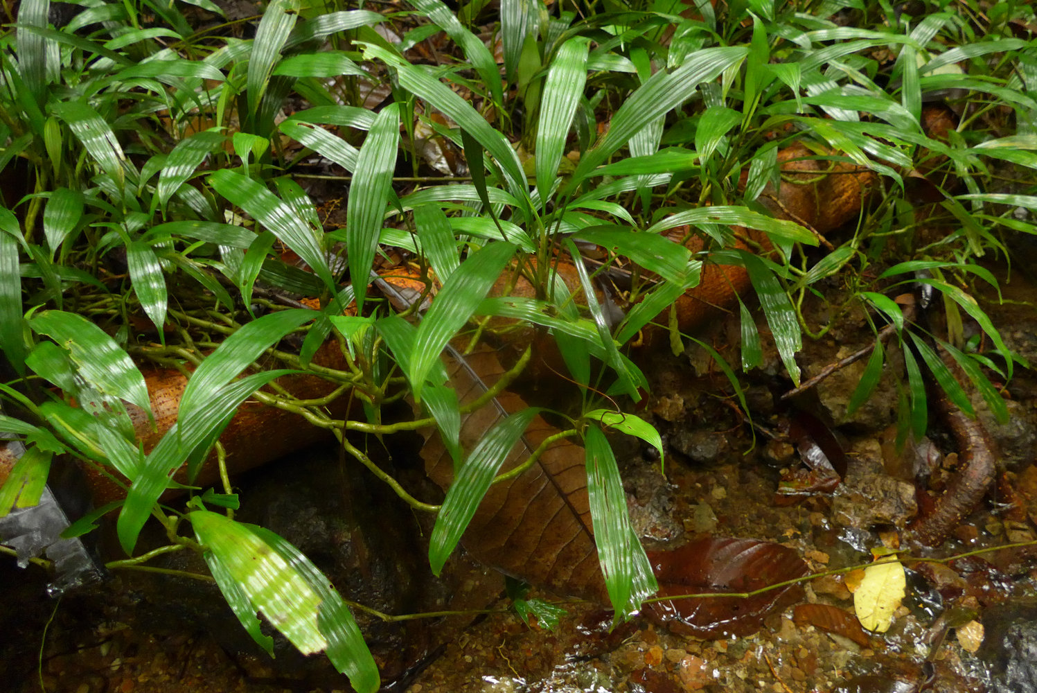 Aquatics and Rheophytes | Page 11 | Mur Vegetal Patrick Blanc