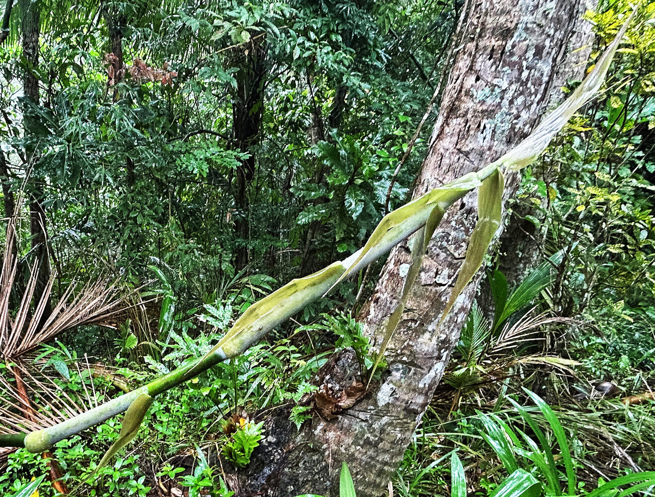 Plant Architectures 2 | Mur Vegetal Patrick Blanc