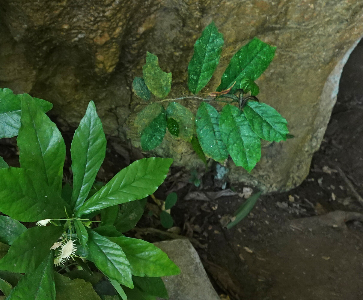 KARST AND LIMESTONE CLIFFS 2 | Page 2 | Mur Vegetal Patrick Blanc