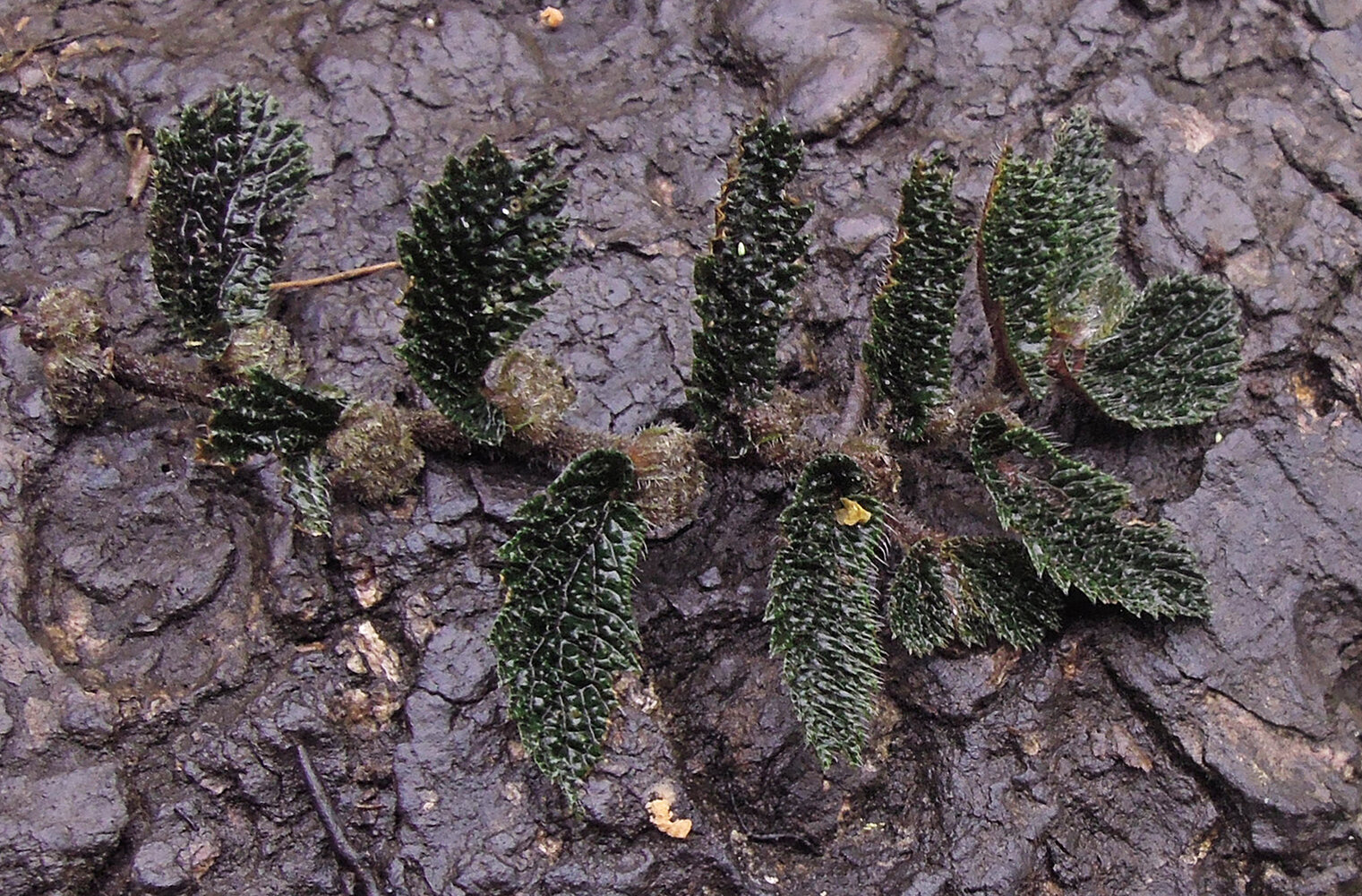 Forest Understory 5 | Page 4 | Mur Vegetal Patrick Blanc