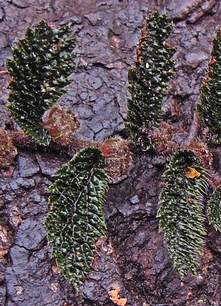 Forest Understory 5 | Page 4 | Mur Vegetal Patrick Blanc