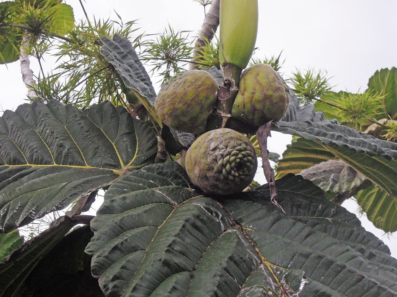 Fruits, Graines et Spores | Page 5 | Mur Vegetal Patrick Blanc